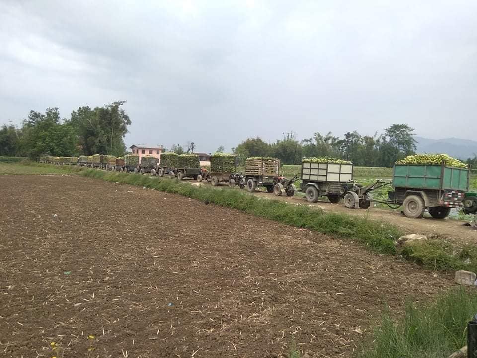 Shan State Farmers ‘On Their Own’ As Crops Rot Amid COVID-19 Trade ...