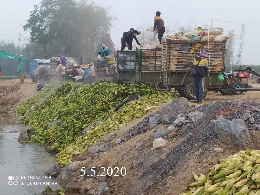Namkham Farmers Throw Corn In River - Shan Herald Agency for News