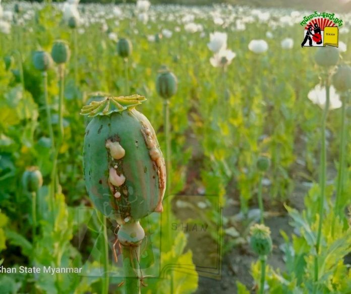 Political Upheaval Spurs Revival of Poppy Farming - Shan Herald Agency ...