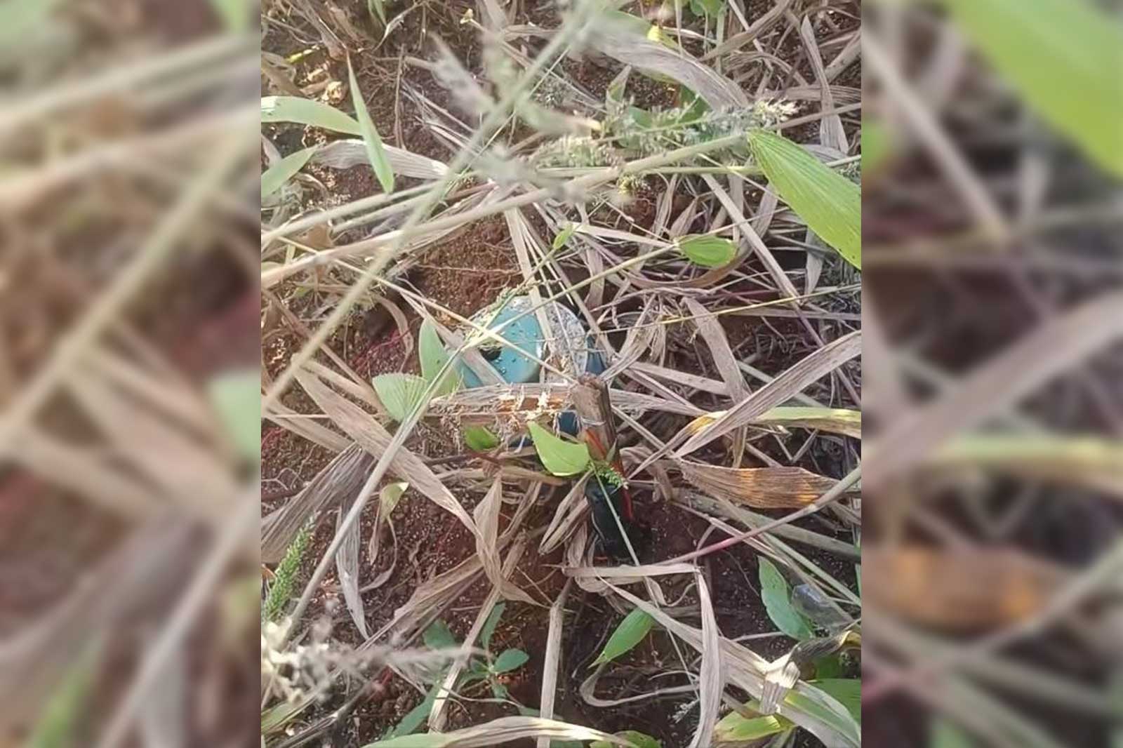 UXO in Farmlands Endangers Farmers, Halts Harvest in Kyaukme Township ...