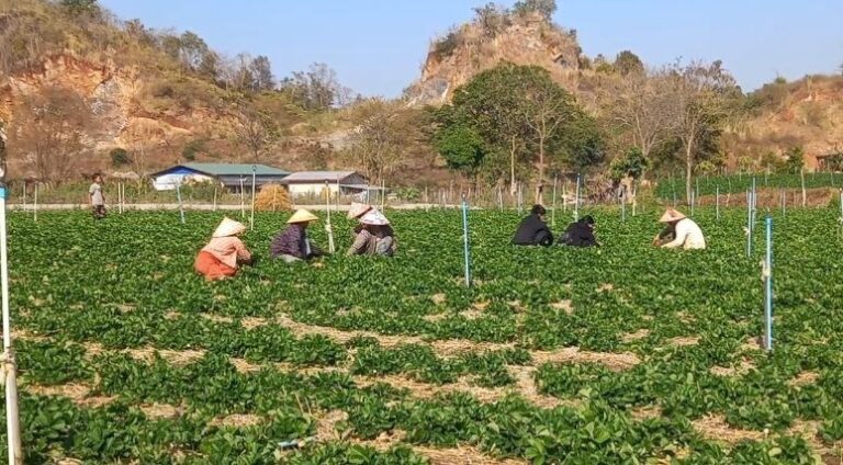 Farmers Protest Military-Backed Land Seizures in Hopong - Shan Herald ...